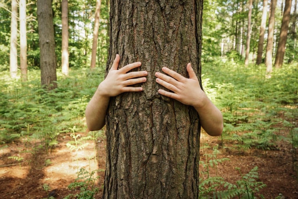 Comprendre le tree hugging : les bienfaits d'une pratique unique